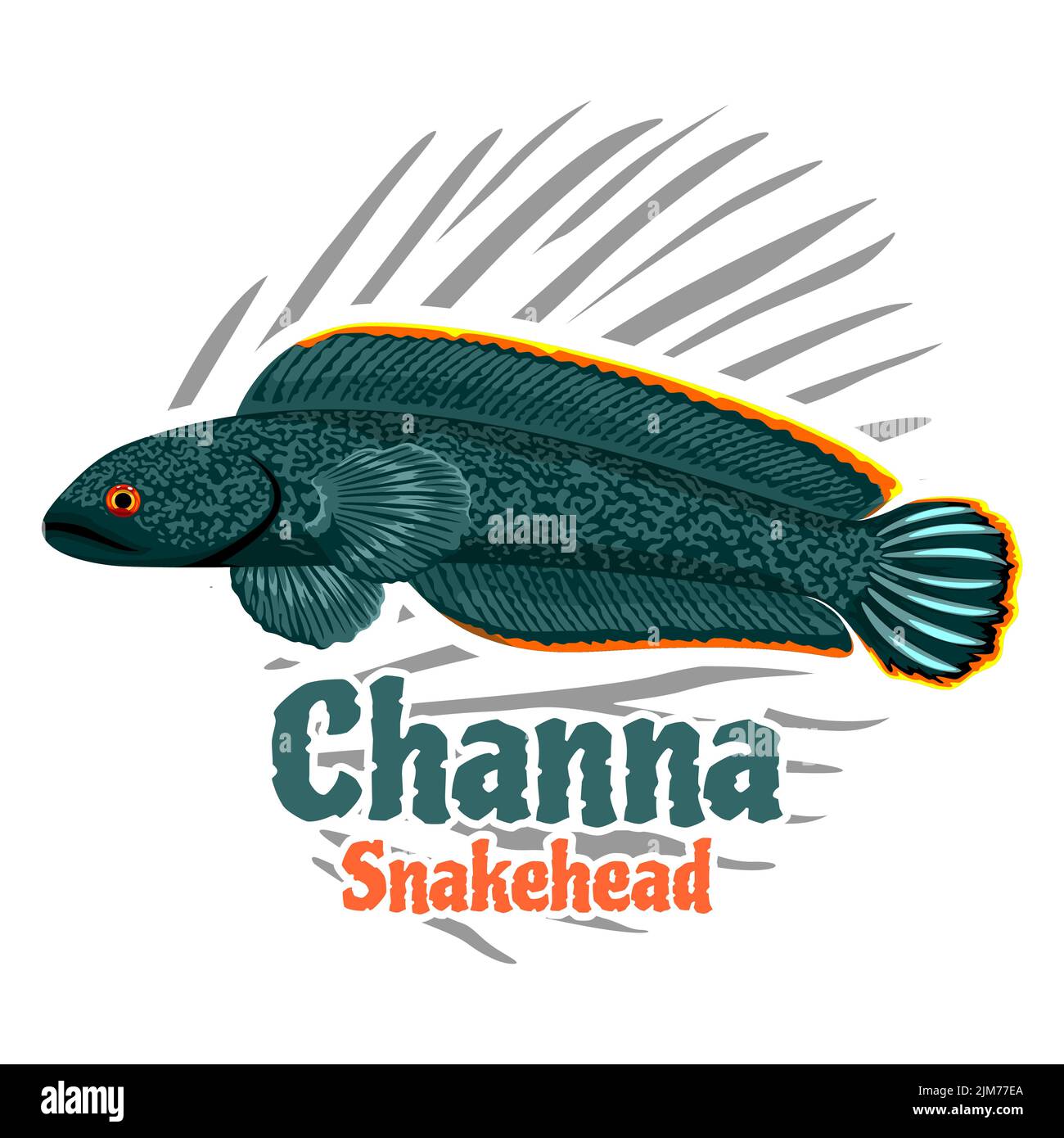 A blue channa fish isolated on a white background Stock Vector Image ...