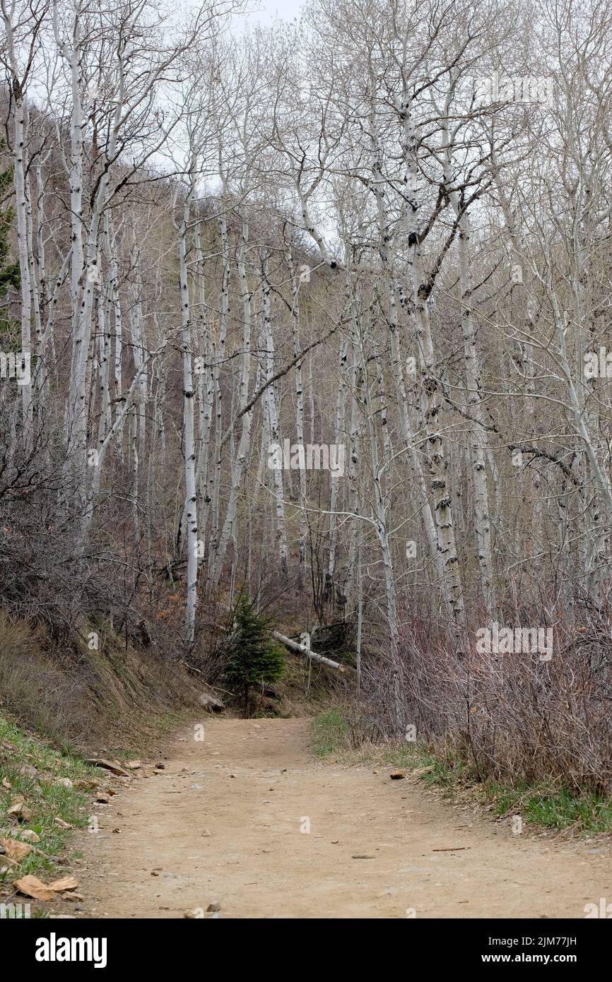 A vertical shot of a Hike path into a forest with aspen trees on a ...