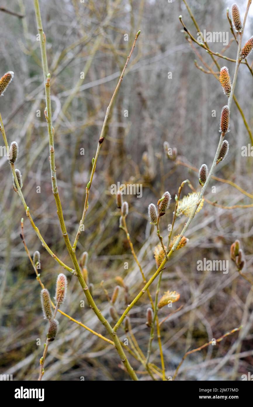 A closeup shot of natural Spring buds growing with blurred background ...
