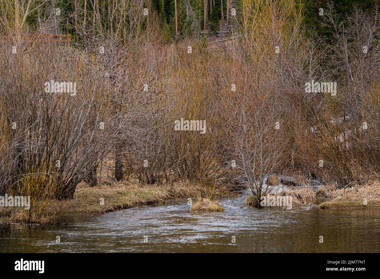 A beautiful shot of the long autumn herbs growing by a big pond in ...