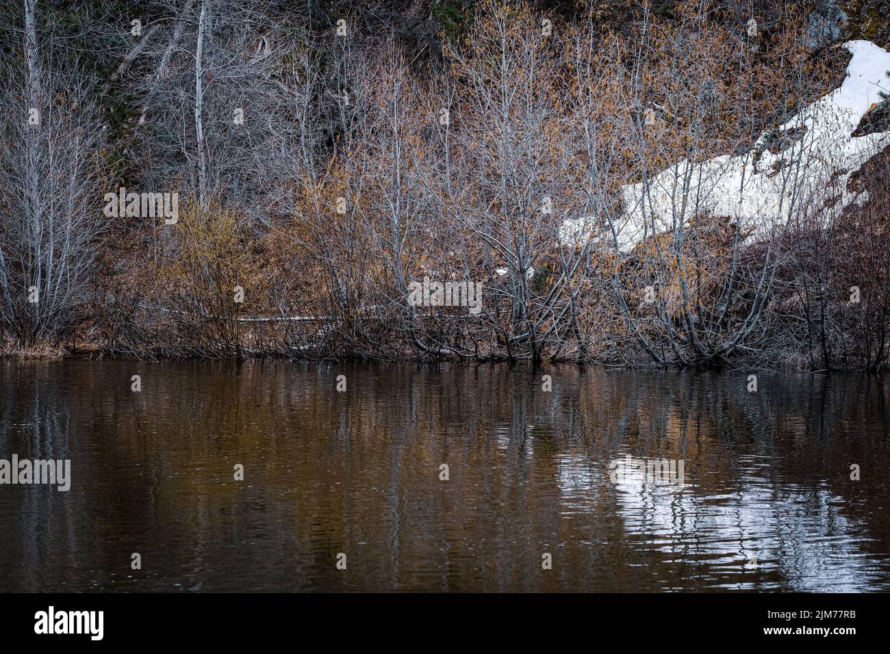 A beautiful shot of Beaver pond with melting ice behind leafless trees and reflection in water ...
