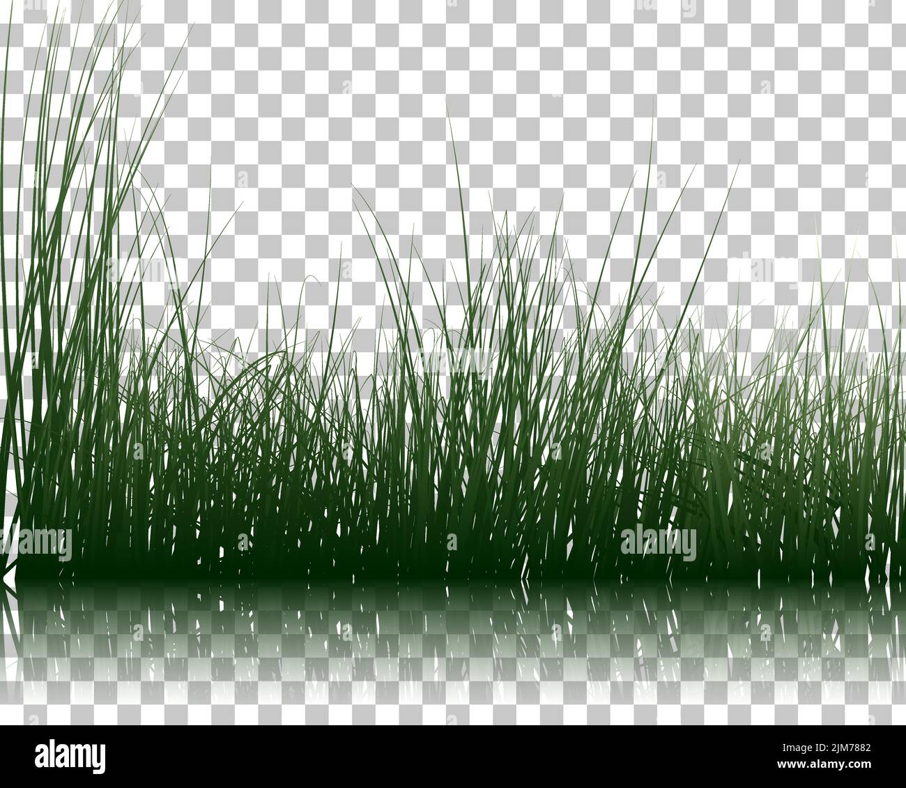 Grass Silhouettes Color Background With Transparent Reflection In Water ...