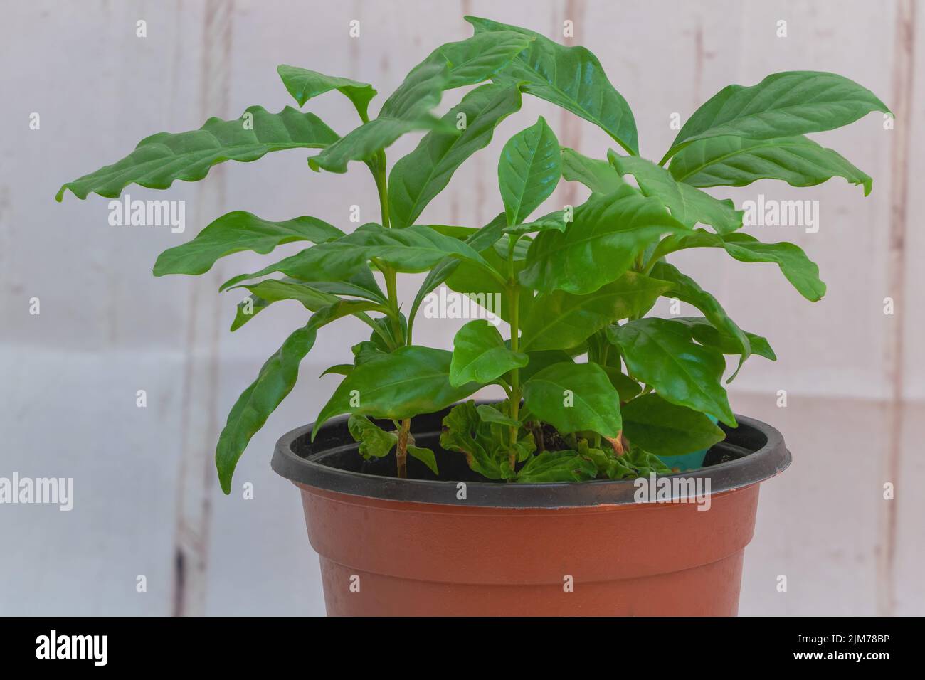 Coffee arabica potted hi-res stock photography and images - Alamy