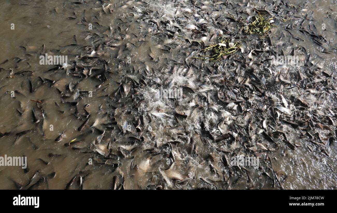 Fish Frolicking in the filthy Chao Phraya River Bangkok Thailand Stock ...