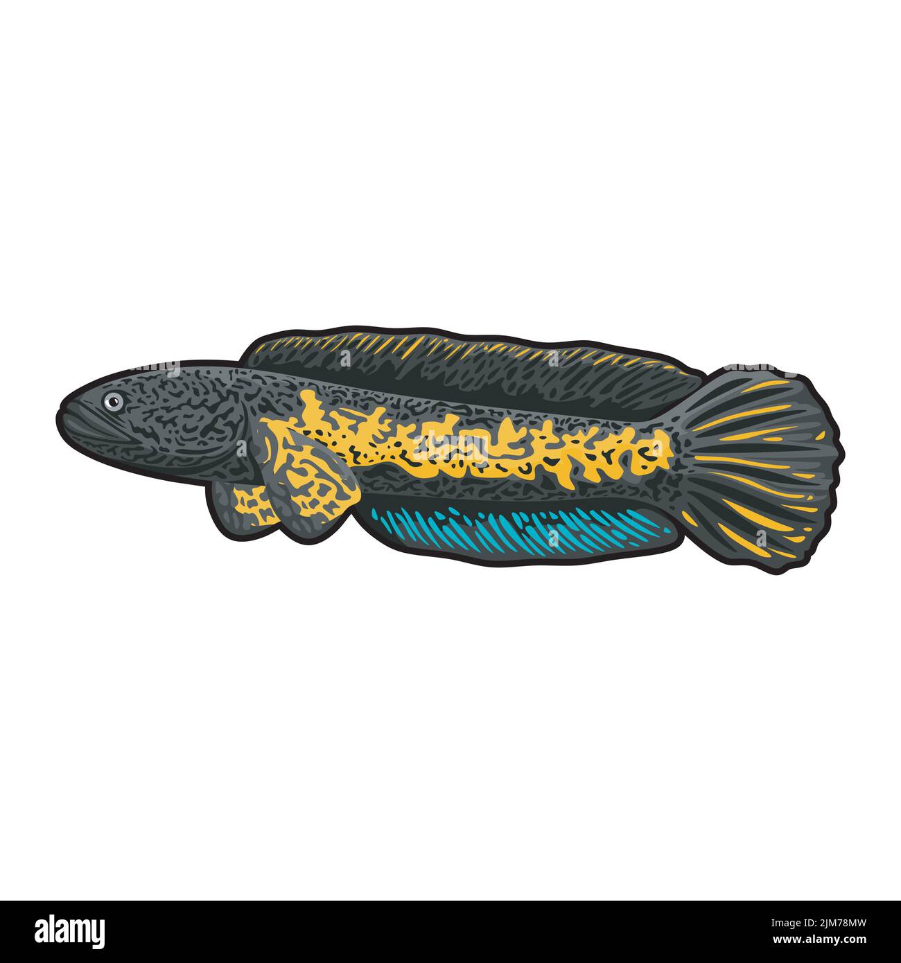 Channa fish Stock Vector Images - Alamy