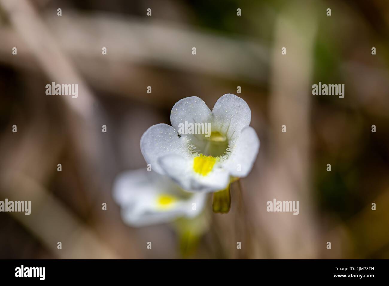 Pinguicula alpina flowers hi-res stock photography and images - Alamy