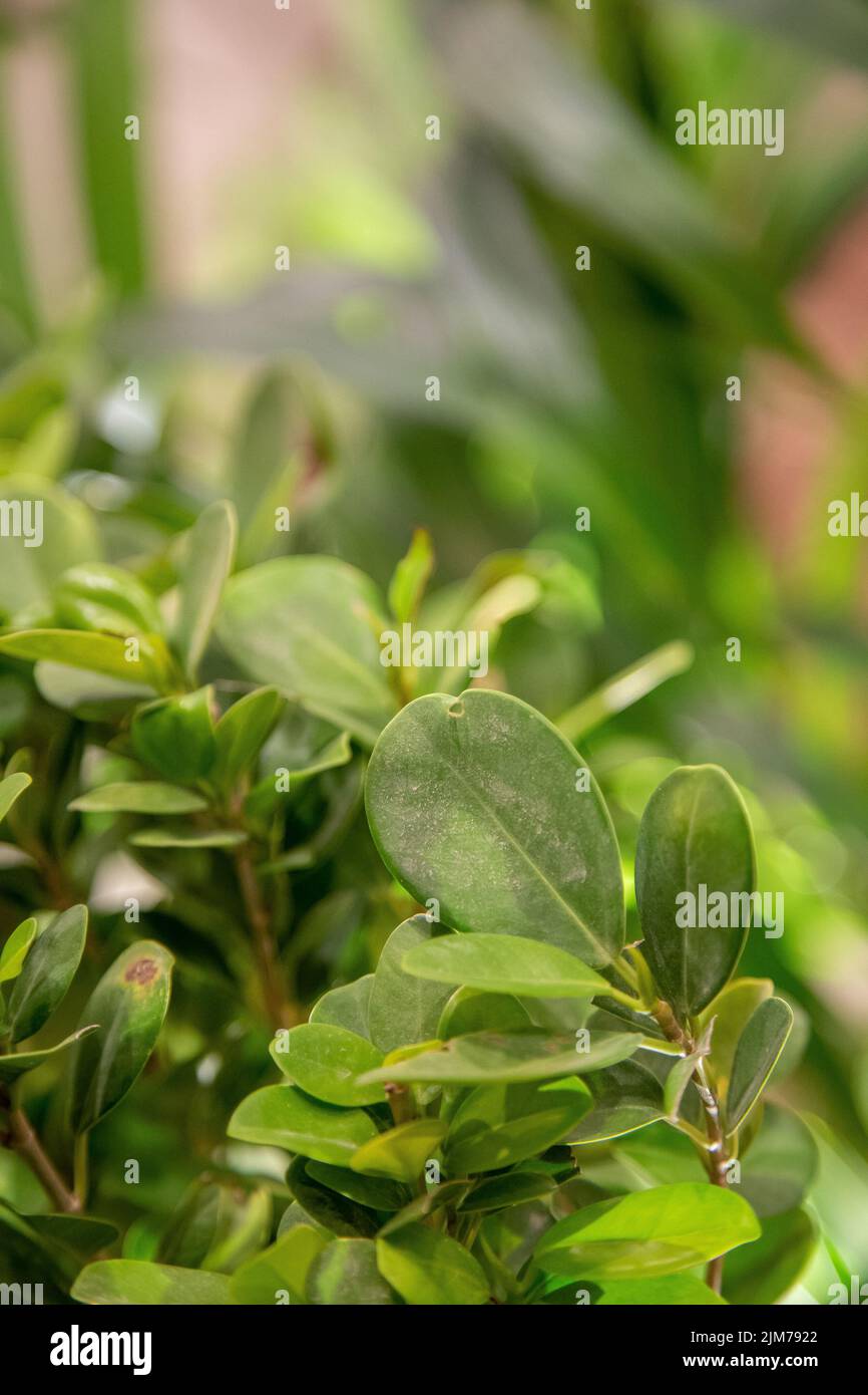 up close out of focus plant leaves green Stock Photo - Alamy