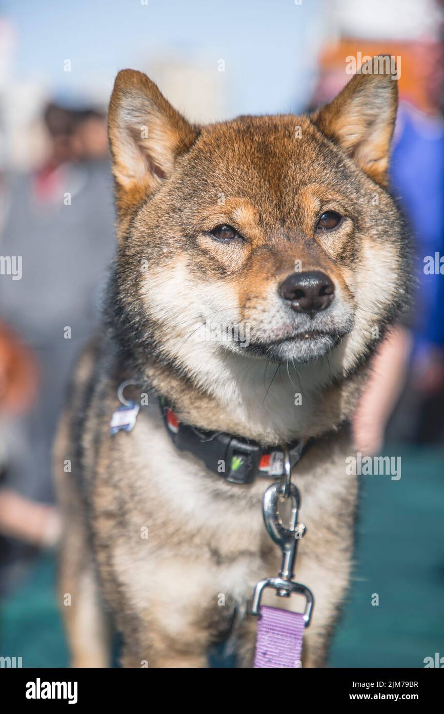 A closeup of a Shiba Inu dog under the sunlight Stock Photo - Alamy