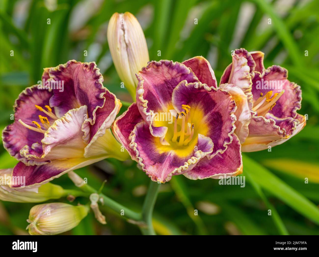 'Precious Candy' Daylily, Daglilja (Hemerocallis Stock Photo - Alamy