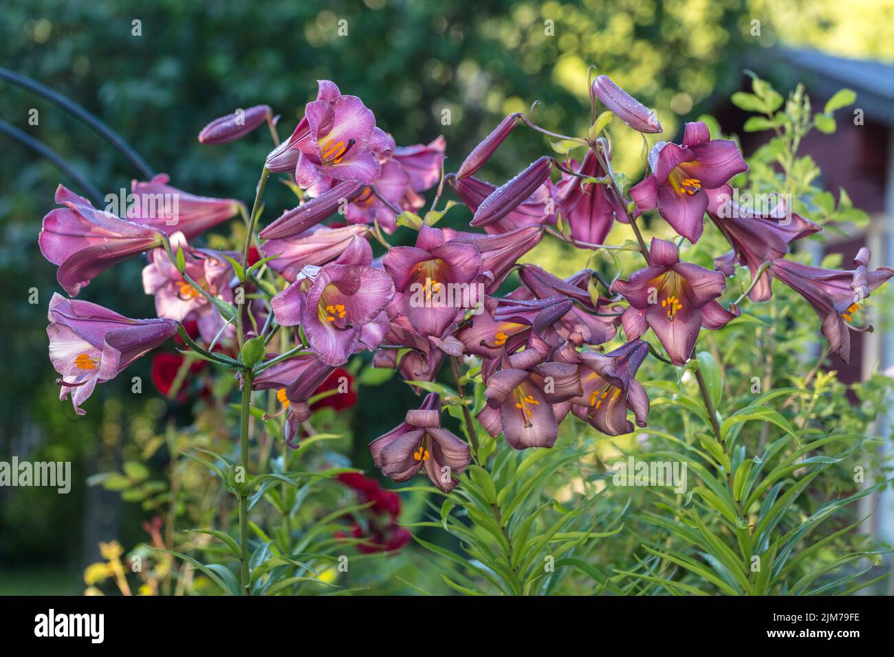 'Pink Perfection' Trumpet Lily, Kungslilja (Lilium regale Stock Photo ...