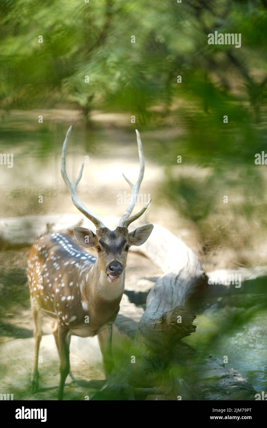 A vertical shot of a deer axis animal on a sunny day in the Hauz Khas ...