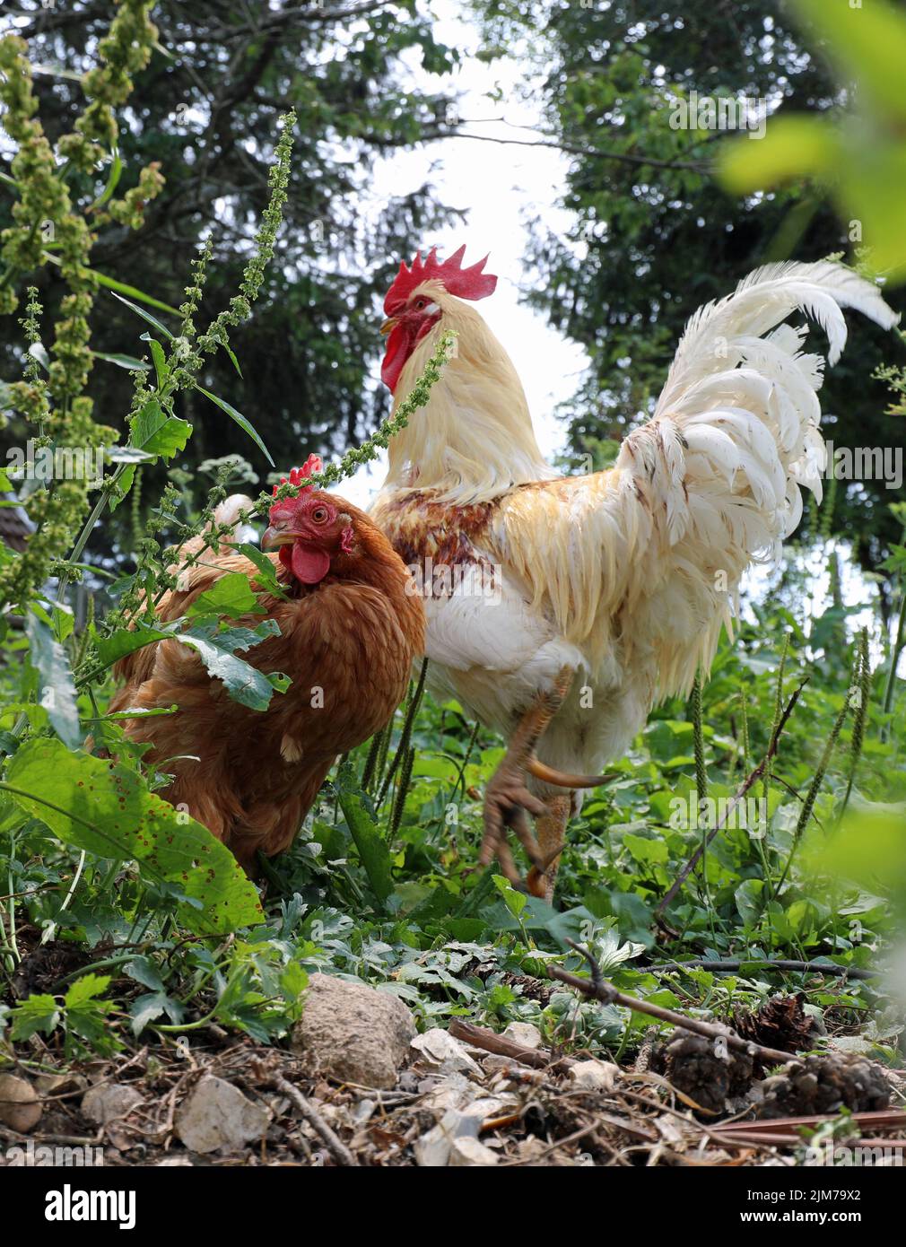 big rooster in the chicken coop photographed from below while checking ...