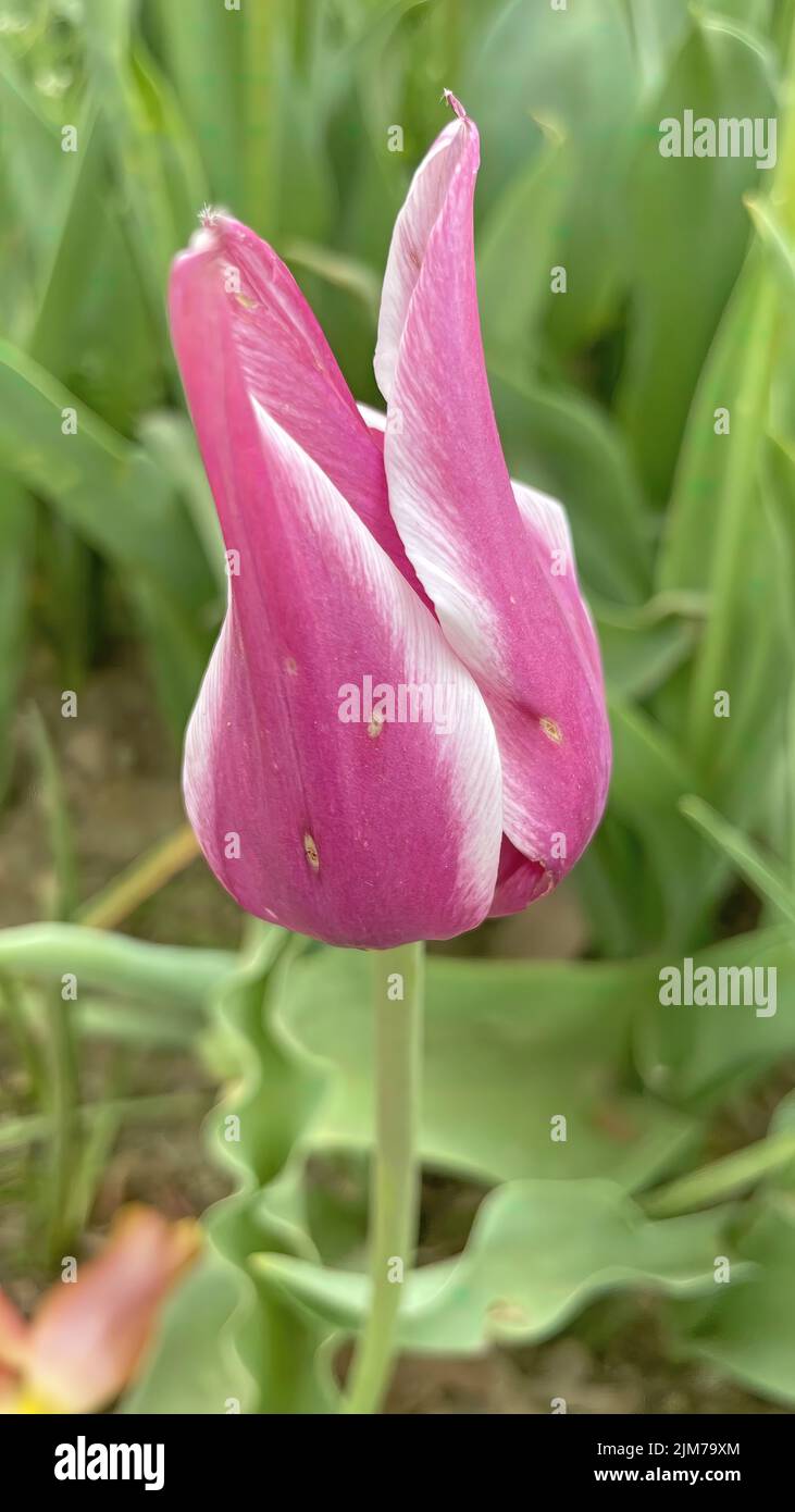 A vertical shot of tulip flowers during the Tulip Festival in Emirgan ...