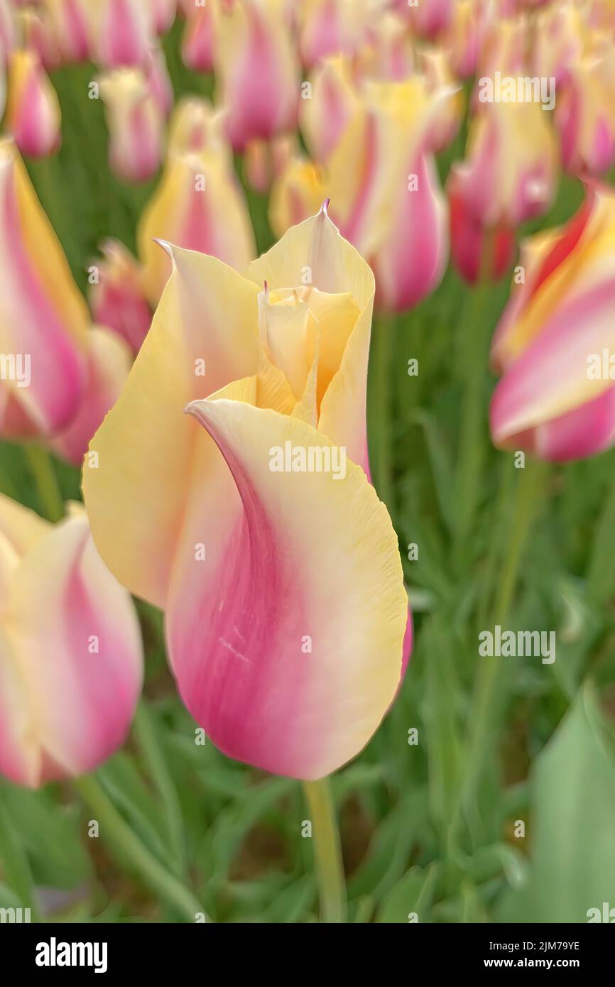 A vertical shot of tulip flowers during the Tulip Festival in Emirgan ...
