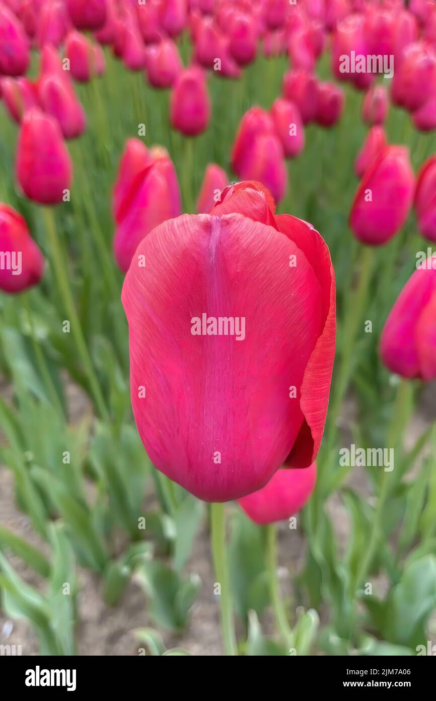 A vertical shot of tulip flowers during the Tulip Festival in Emirgan ...