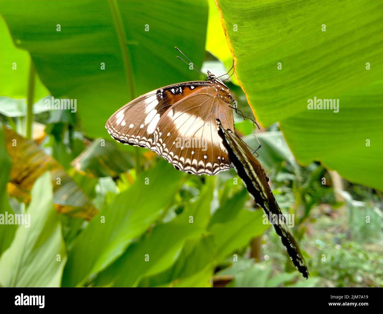 butterflies mating on banana tree leaves. day in the garden. in the ...