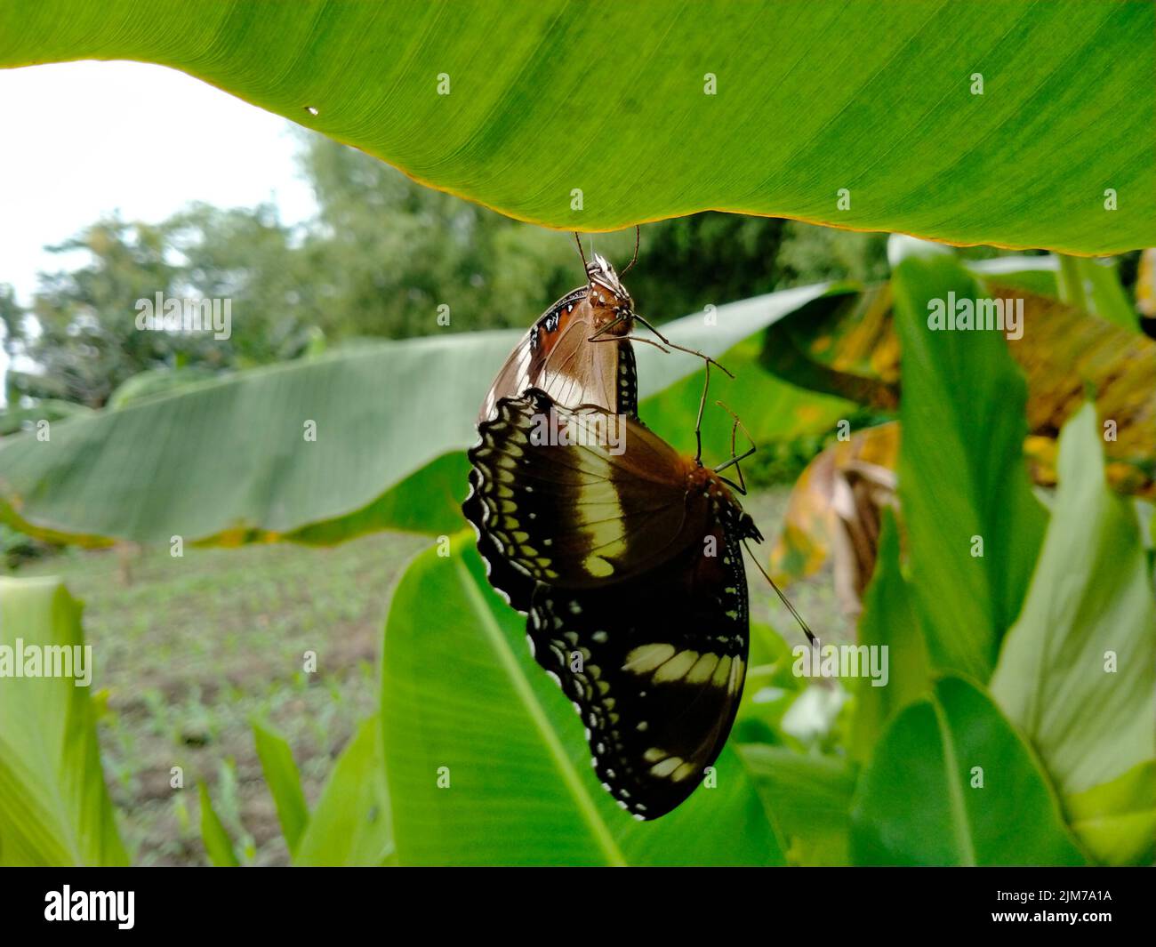 butterflies mating on banana tree leaves. day in the garden. in the ...
