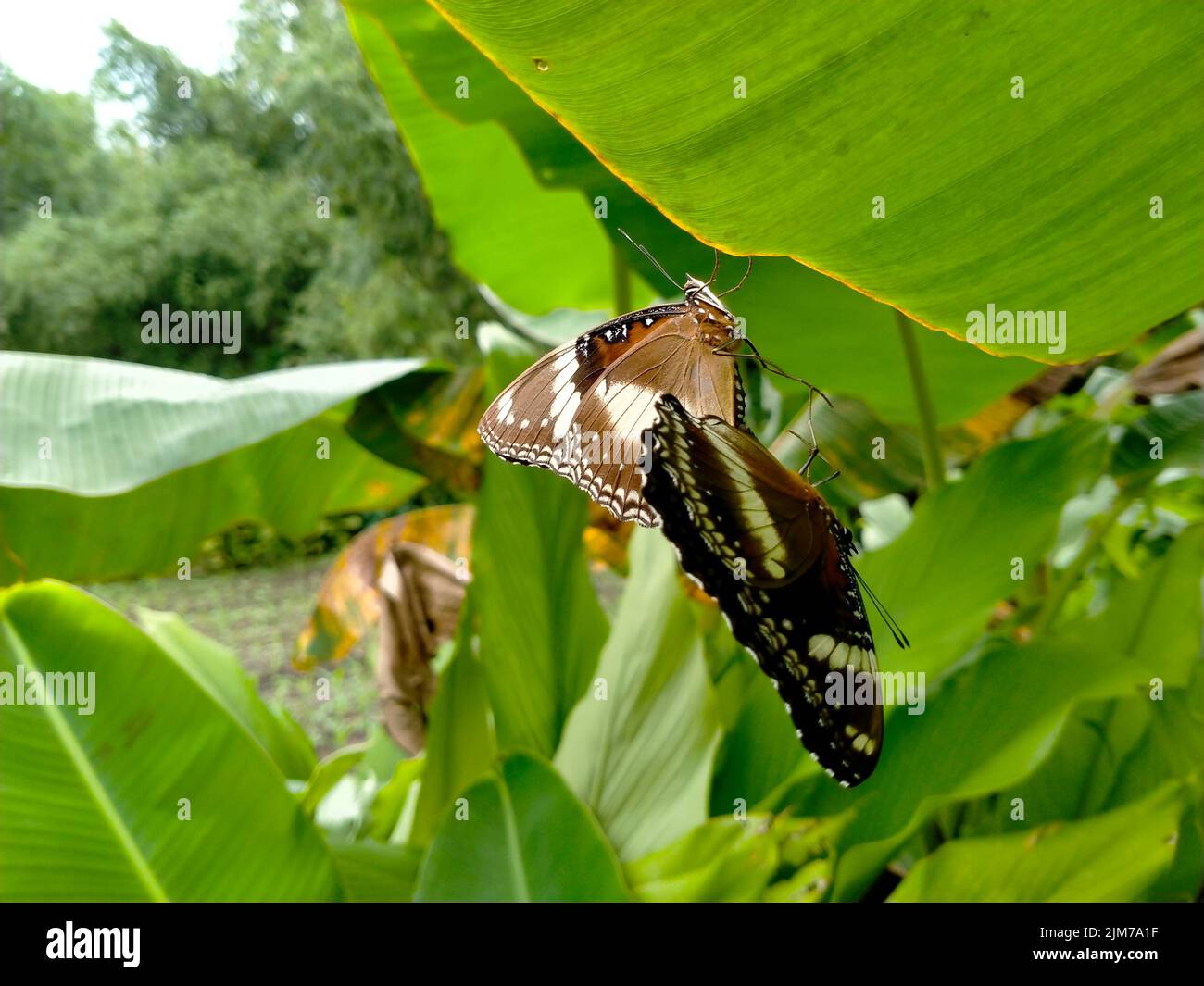 butterflies mating on banana tree leaves. day in the garden. in the ...