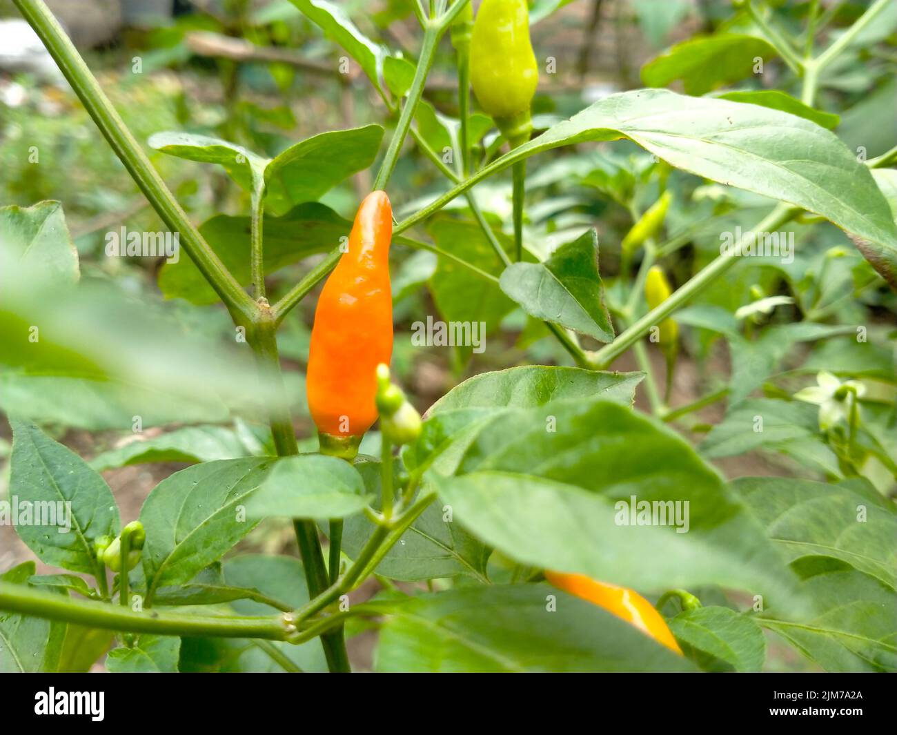 lombok cabai plants that bear fruit. bright and attractive Stock Photo ...