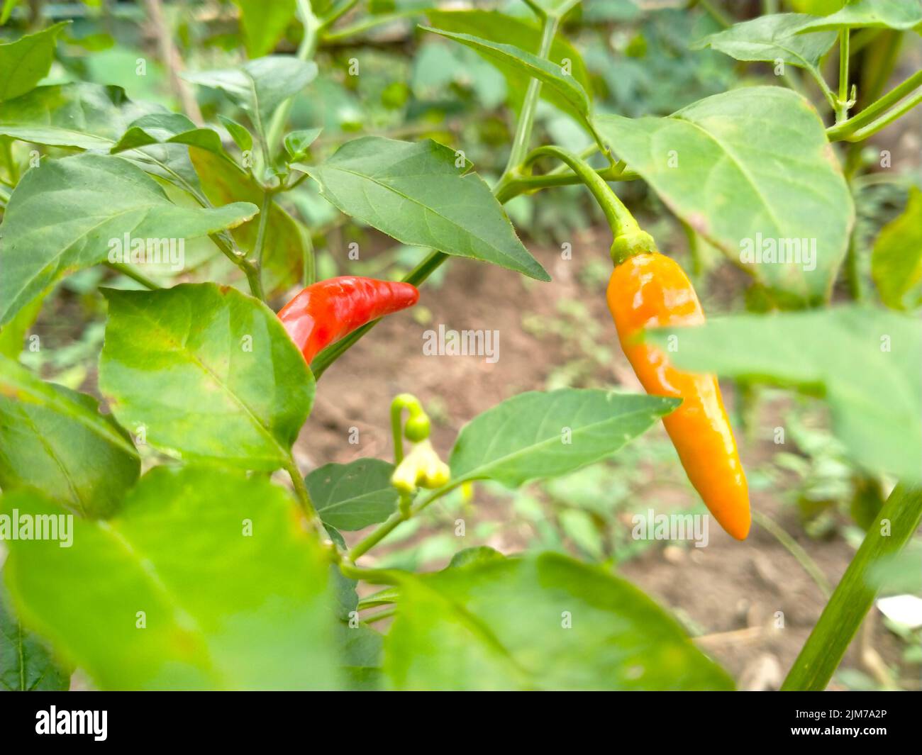 lombok cabai plants that bear fruit. bright and attractive Stock Photo ...