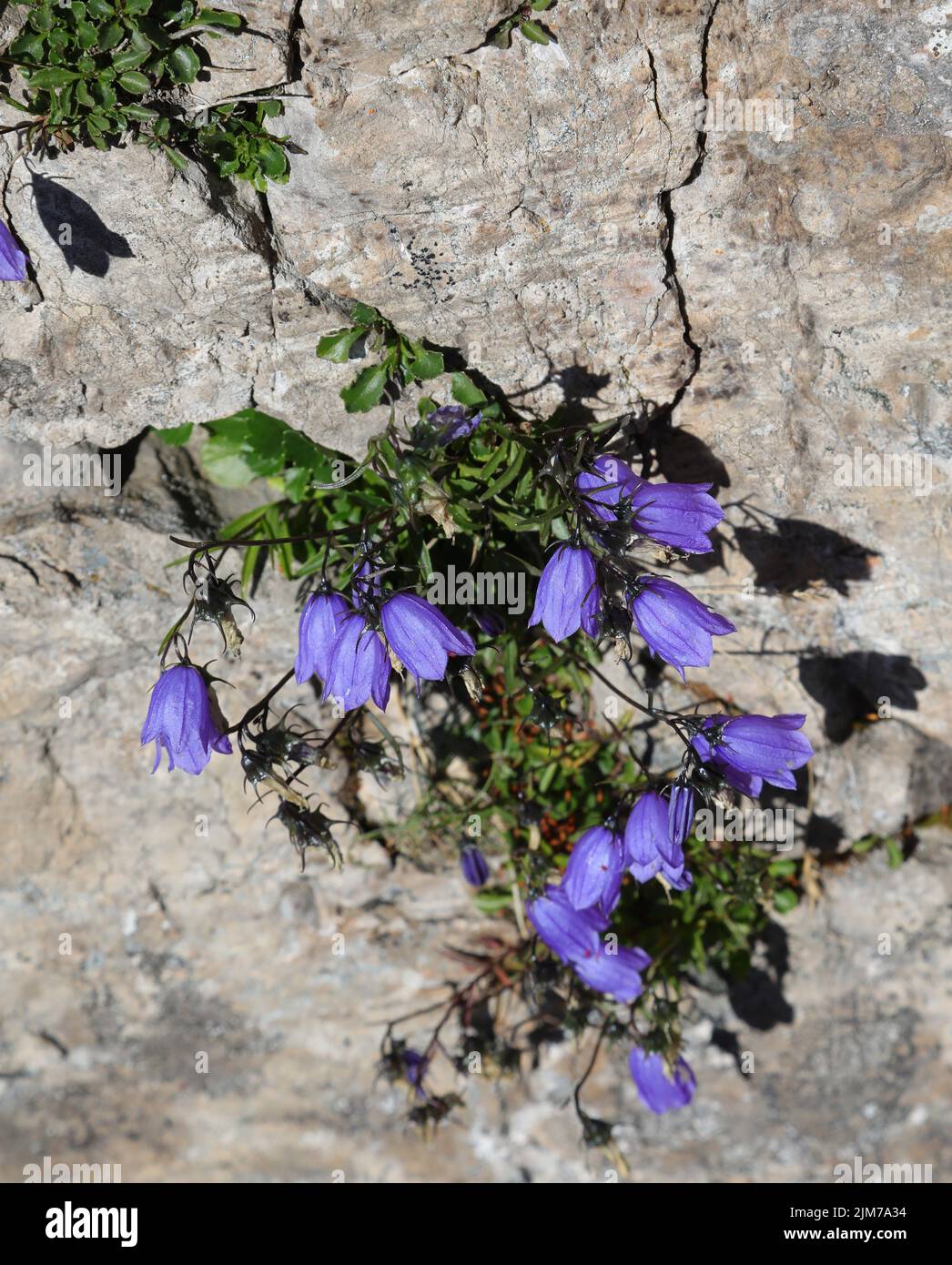group of blue bellflower called campanula cochlearfiifolia on the rock ...