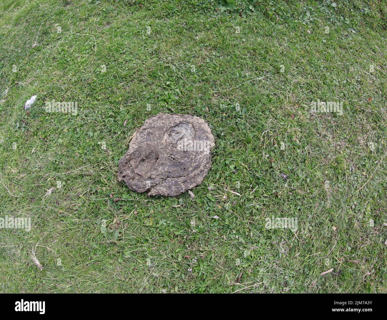 Odor bad cow hi-res stock photography and images - Alamy