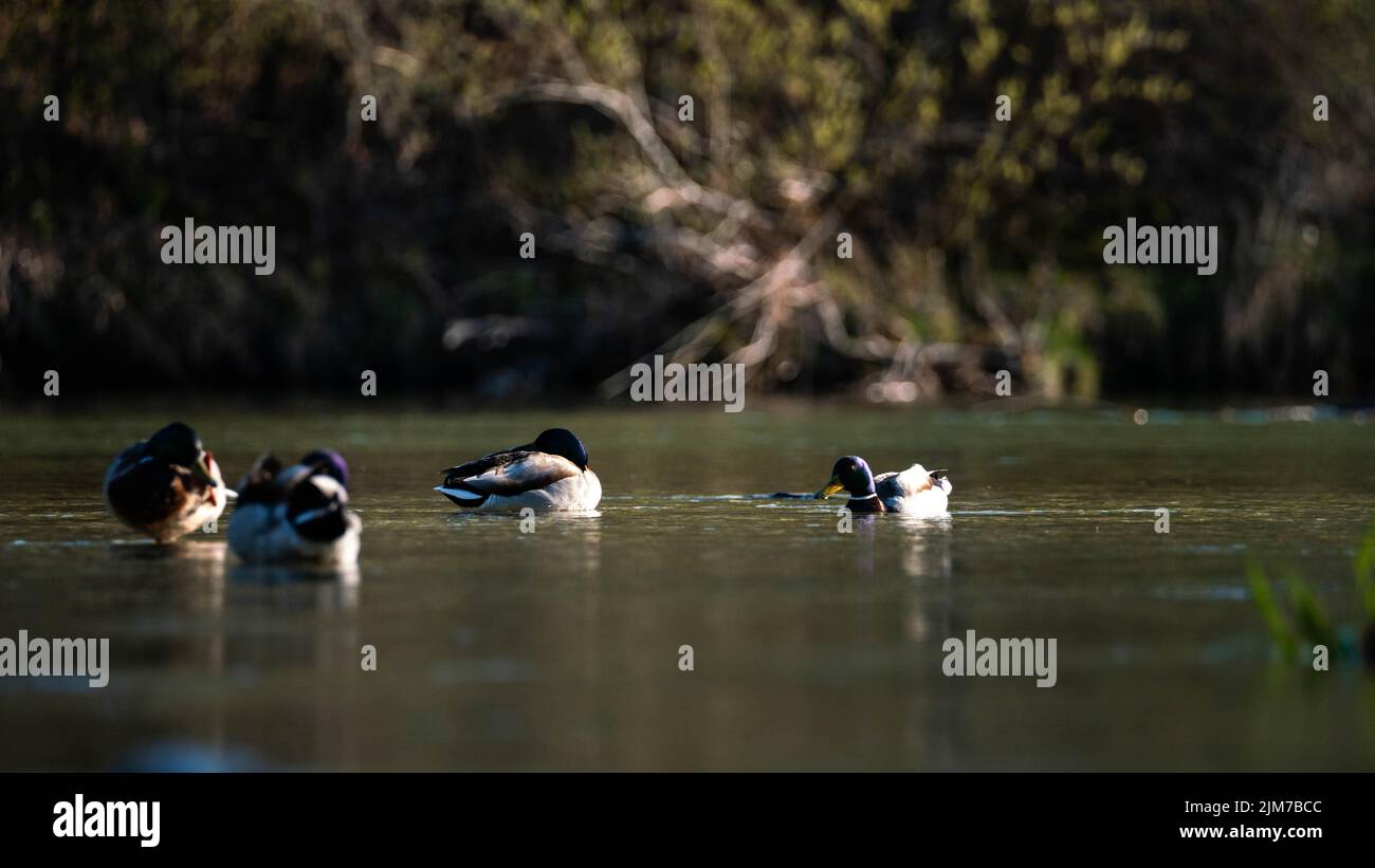 The group of male mallards floating on the water surface. Anas ...
