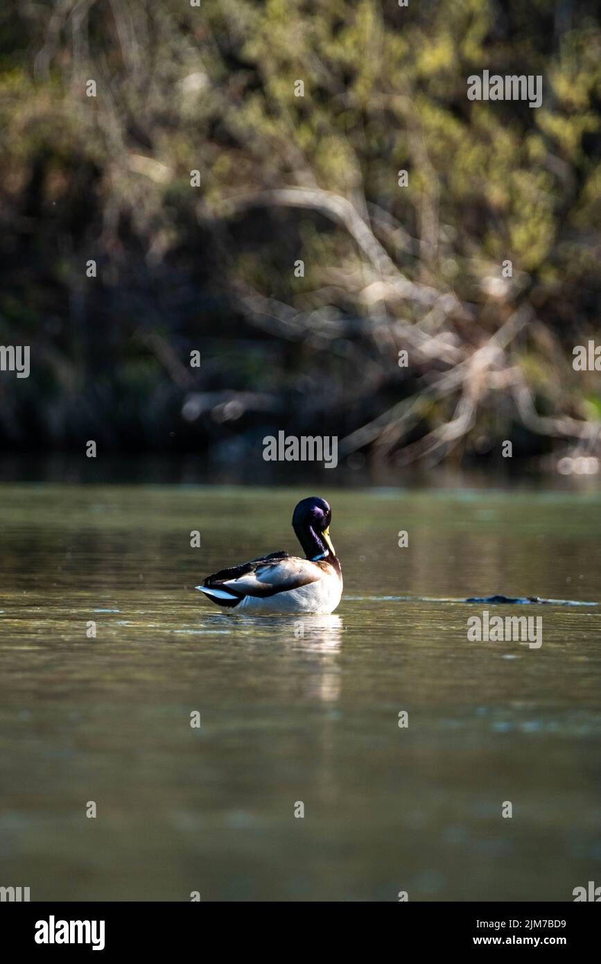 A vertical shot of the male mallard floating on the water surface. Anas ...