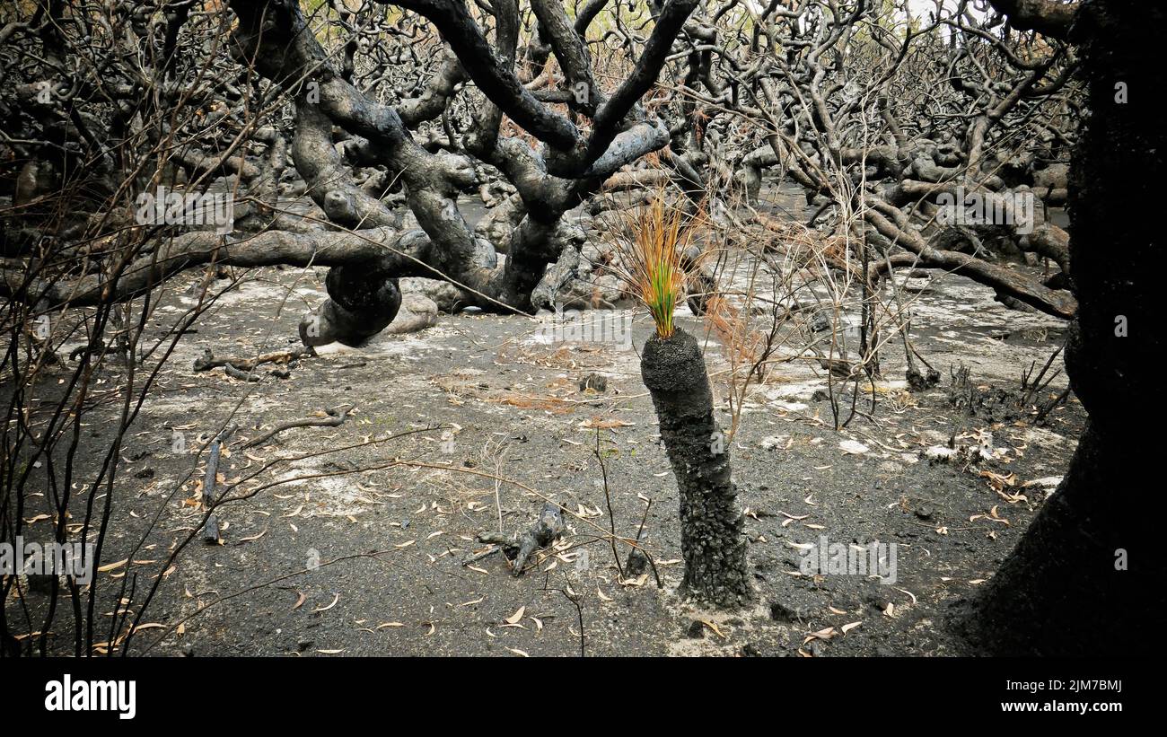 Grass tree throws up new shoots after a catastrophic fire Stock Photo ...