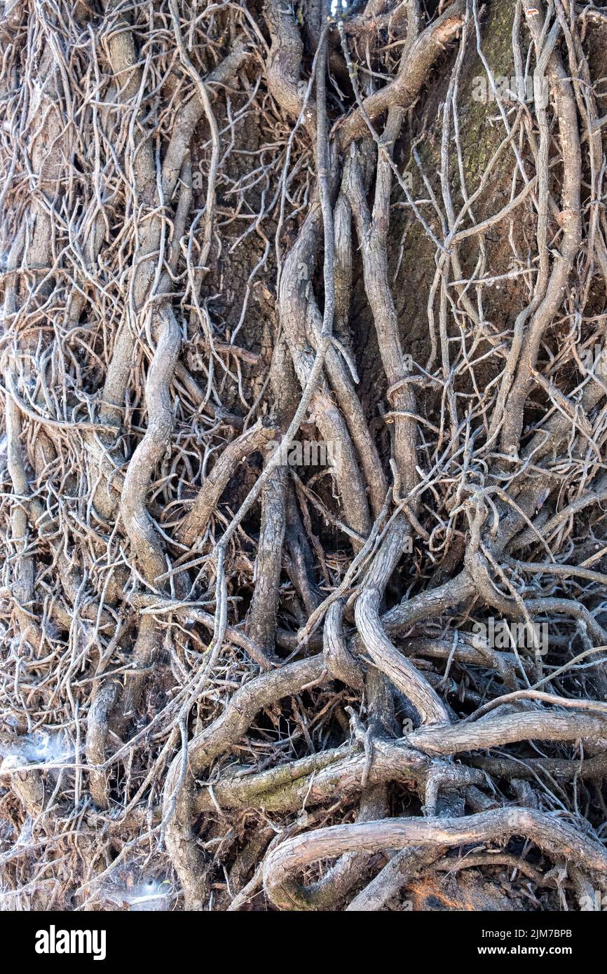 Creeper plant climbing around tree hi-res stock photography and images ...