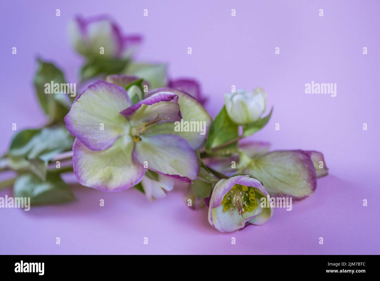 Beautiful hellebore flower, floral feminine background Stock Photo - Alamy