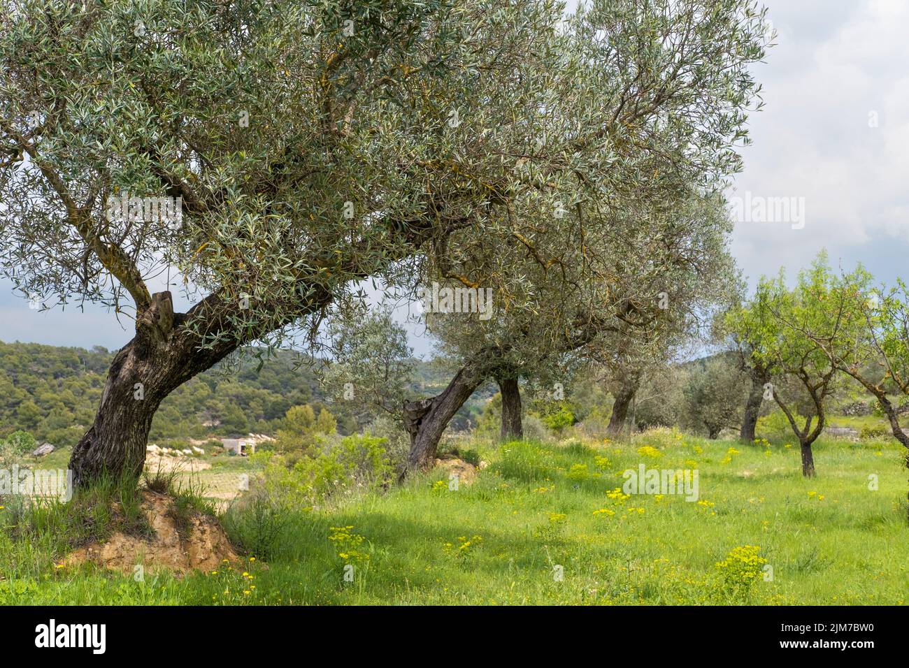 The beautiful summer landscape with green olive trees. Batea, Terra ...