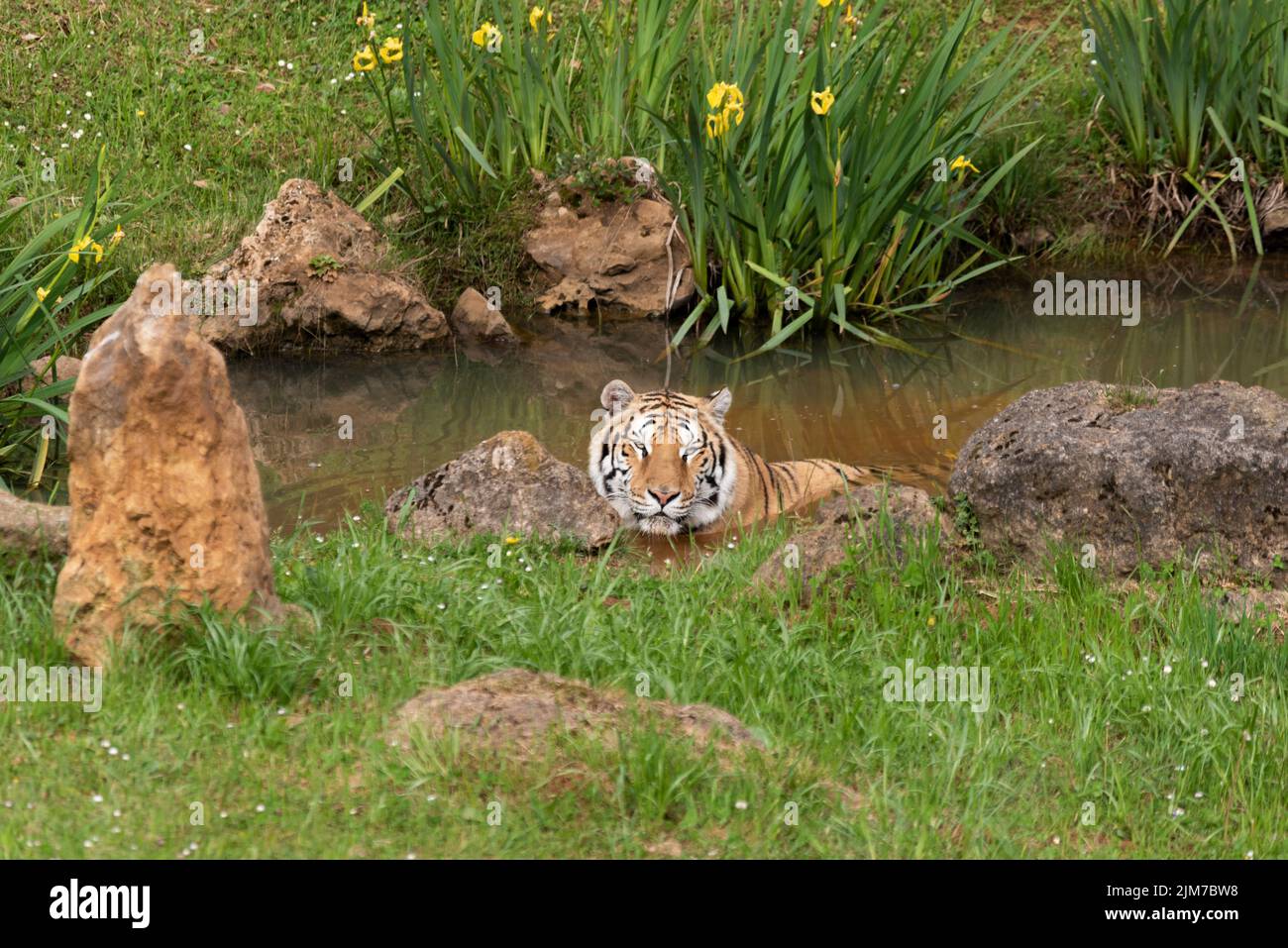 Tiger taking bath hi-res stock photography and images - Alamy