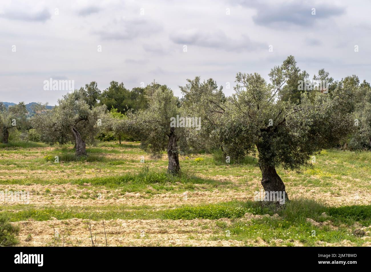 The beautiful summer landscape with green olive trees. Batea, Terra ...