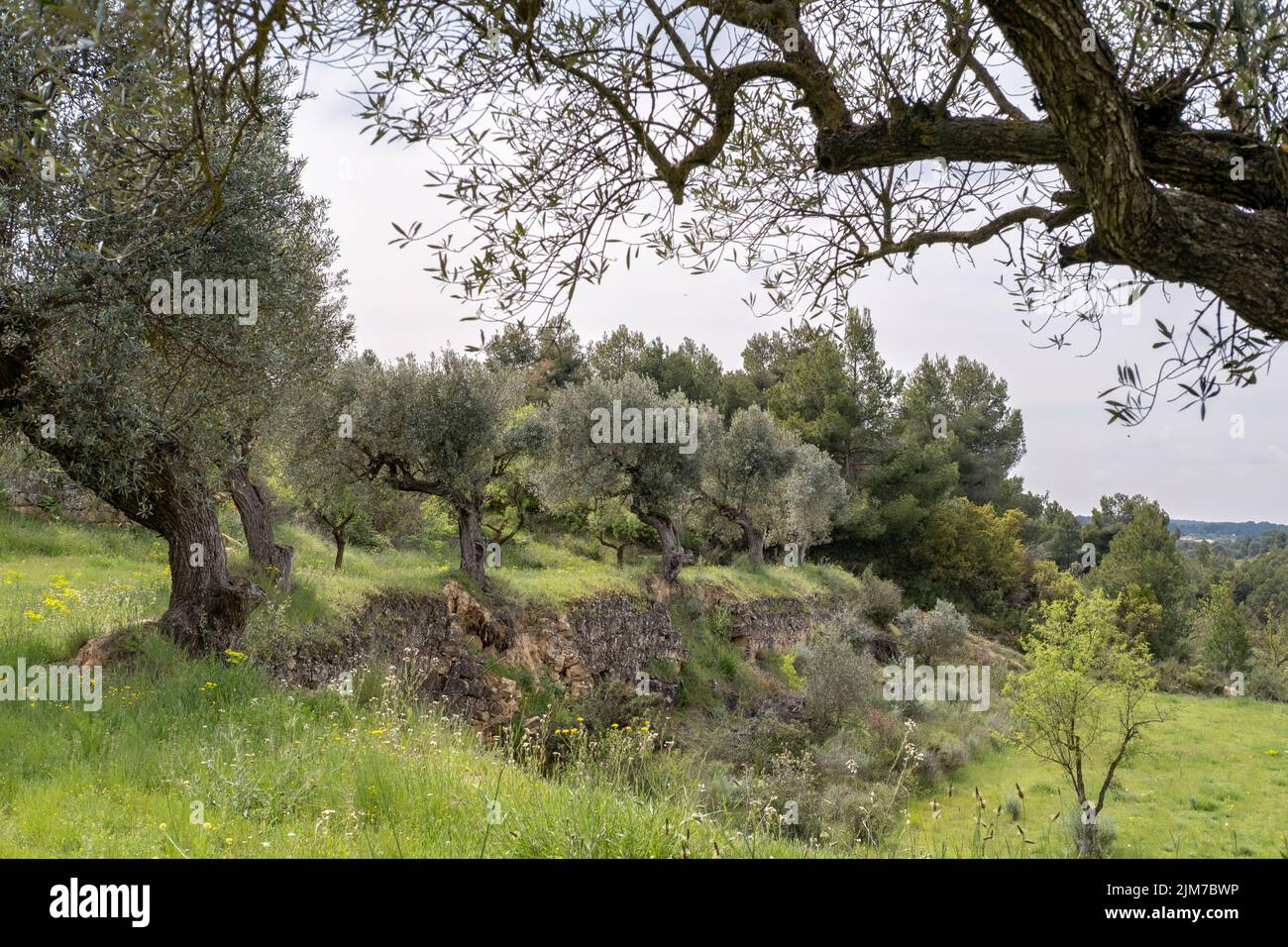 The beautiful summer landscape with green olive trees. Batea, Terra ...