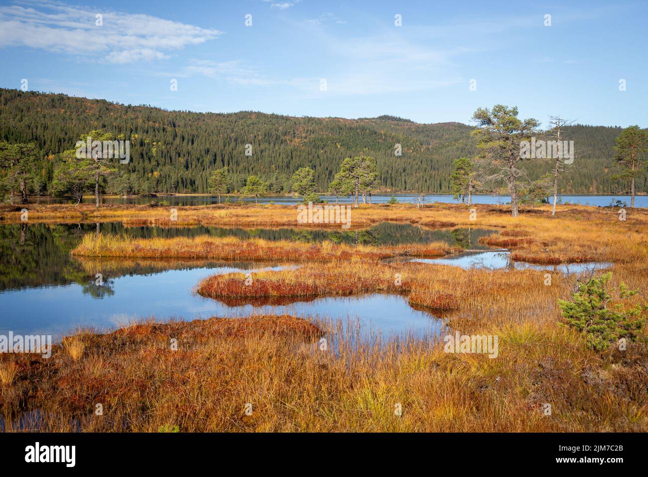 Beautiful sunny day in Bymarka forest area near Trondheim, Norway. View ...
