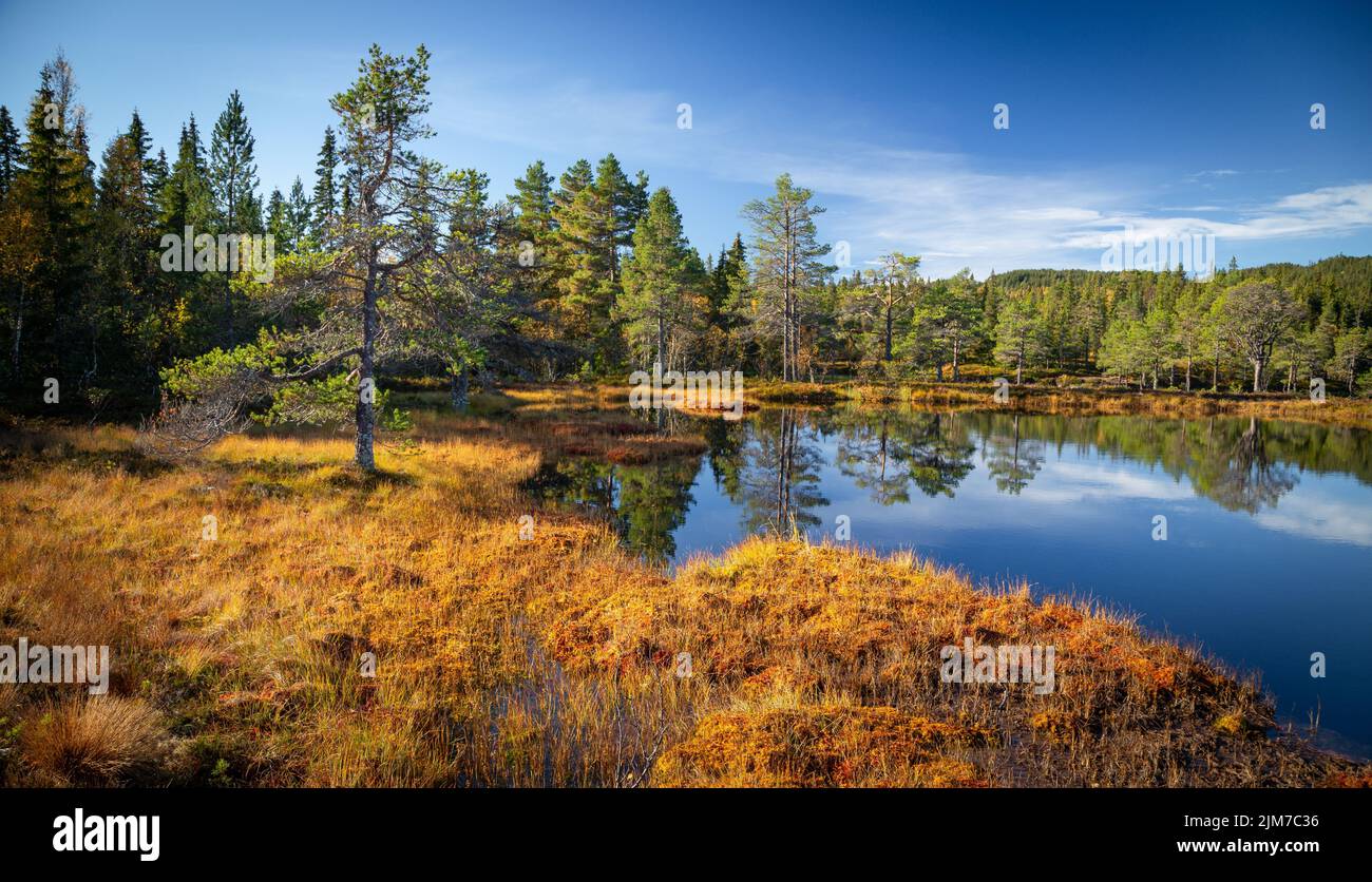 Beautiful sunny day in Bymarka forest area near Trondheim, Norway. View ...
