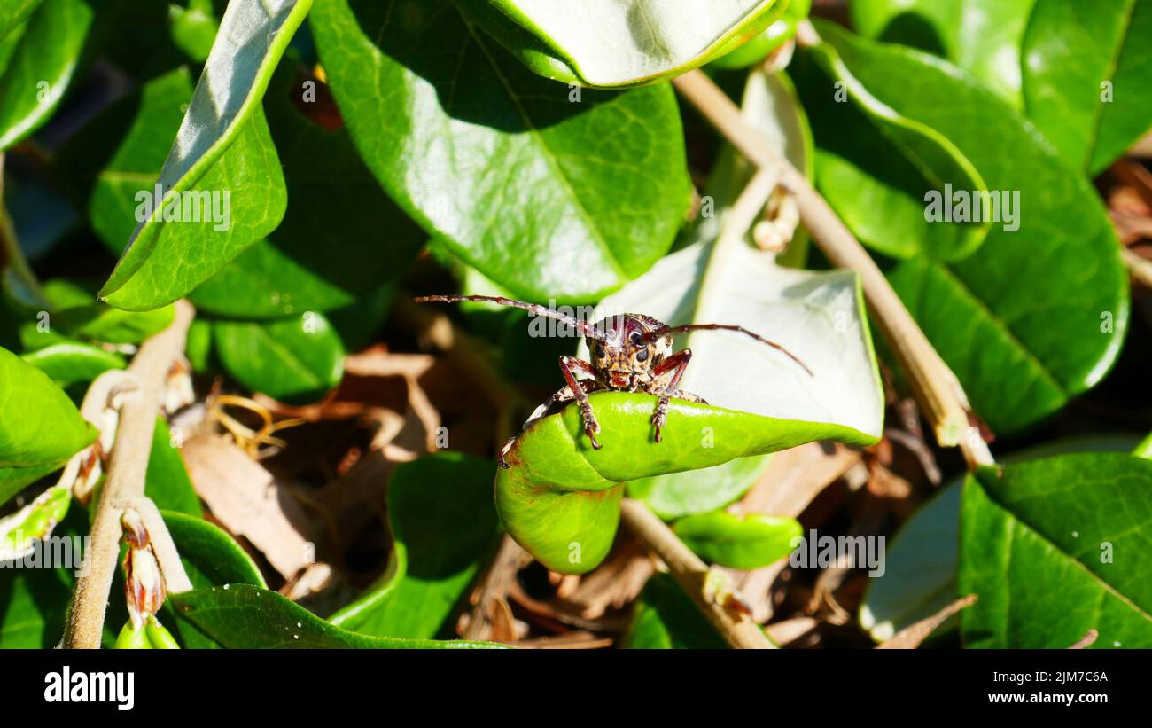 Insect hanging on, and peeking over, the top of a leaf Stock Photo - Alamy