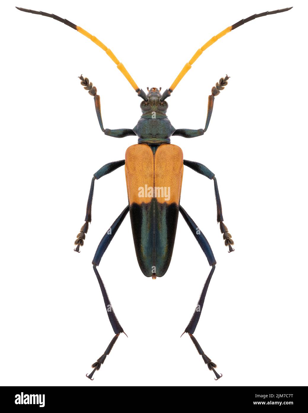 Pachyteria javana or affinis beetle specimen Stock Photo - Alamy