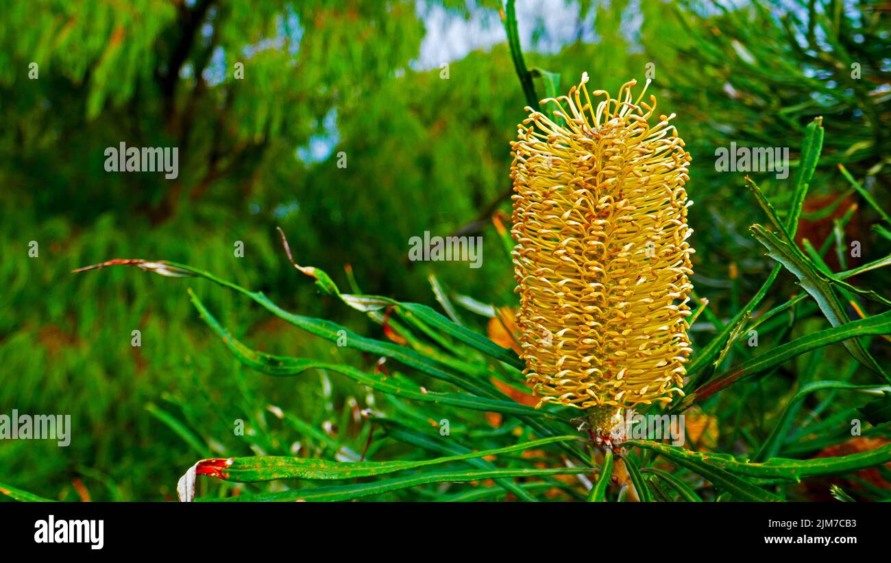 Banksia flower in bloom along a hiking track Stock Photo - Alamy
