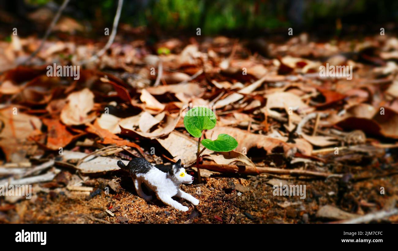 Playful dog hiding under the shade of a seedling Stock Photo - Alamy