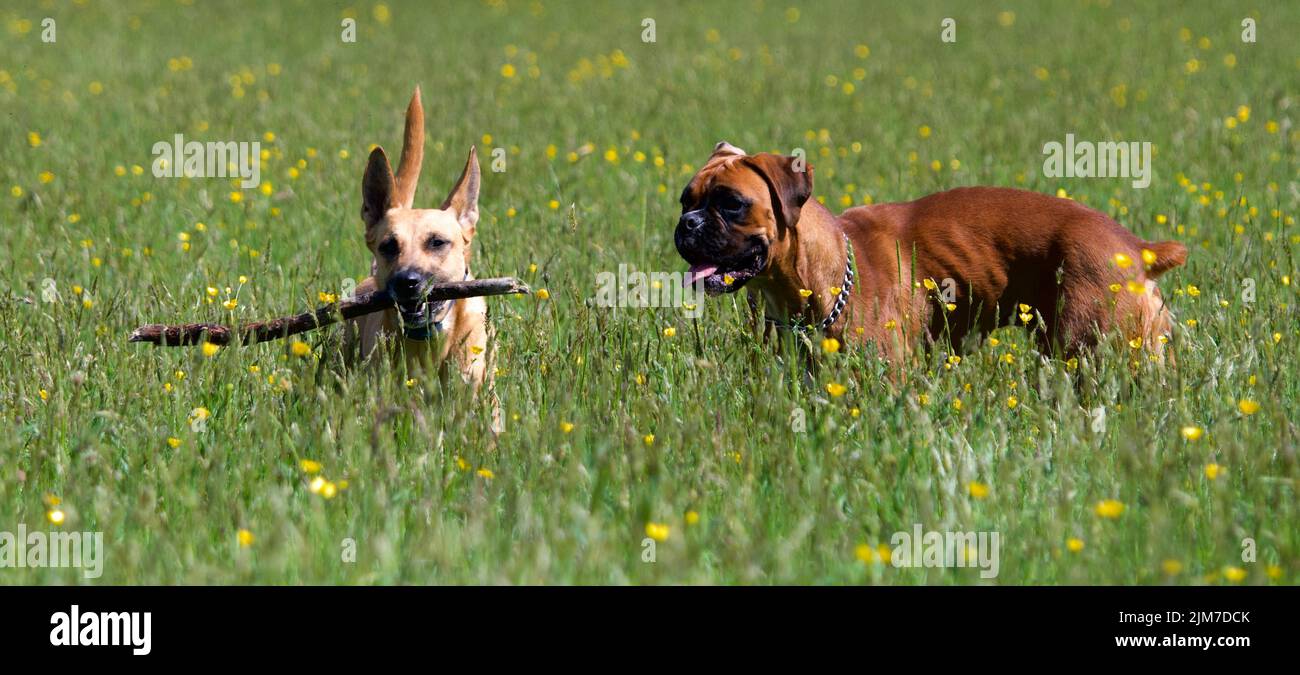 2 dogs fighting for a stick of wood in the middle of a field at spring ...