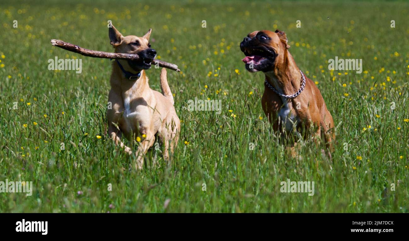 2 dogs fighting for a stick of wood in the middle of a field at spring ...