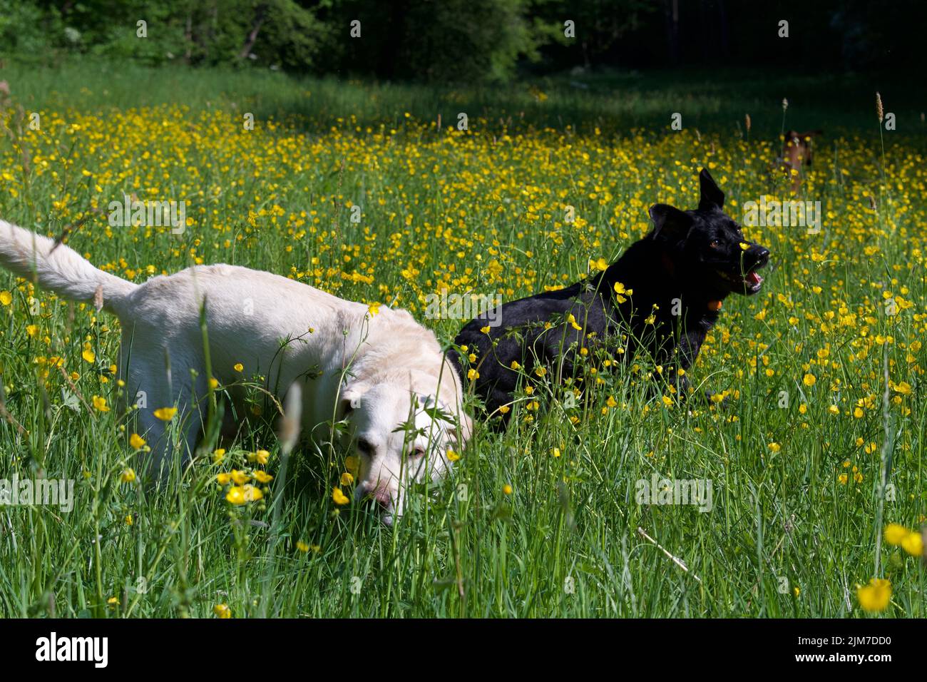 Black labrador with other dogs hi-res stock photography and images - Alamy