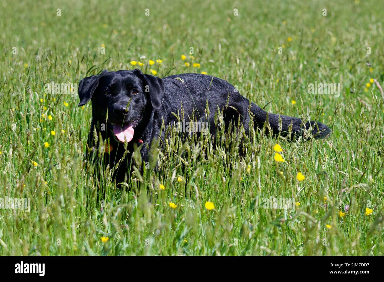 Happy black labrador dog in the middle of a field of buttercup flowers ...