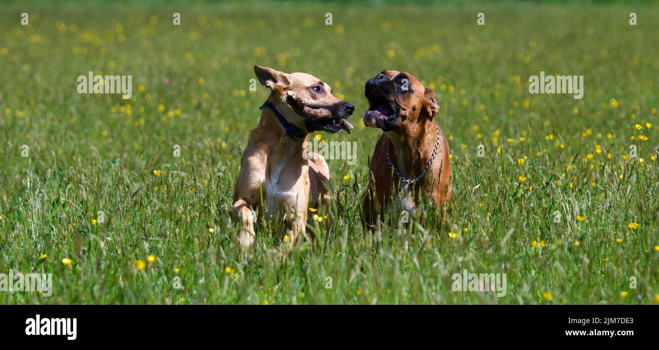 Belgian boxer hi-res stock photography and images - Alamy