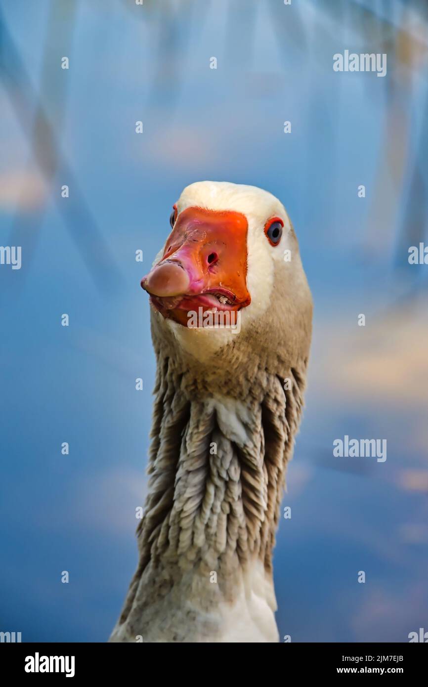 A vertical portrait of a cute goose Stock Photo - Alamy