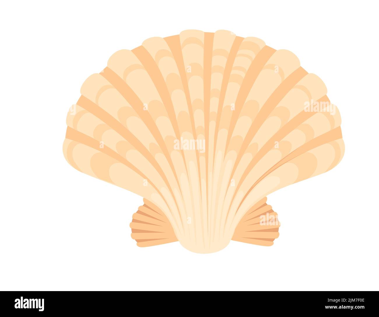 Colorful tropical underwater shell cartoon design vector illustration ...