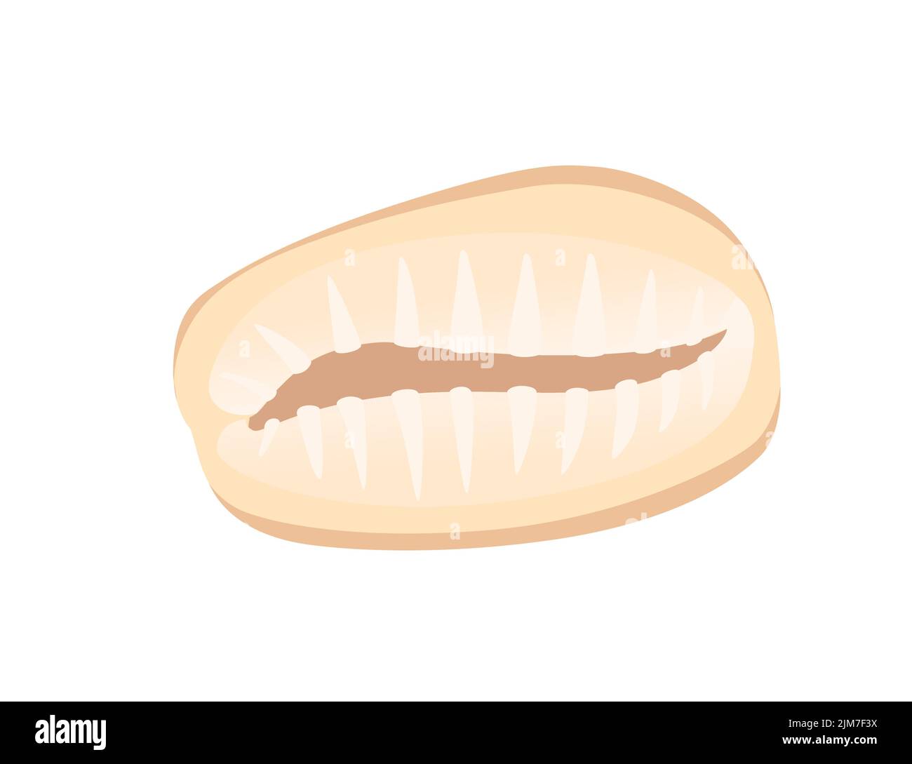 Colorful tropical underwater shell cartoon design vector illustration ...