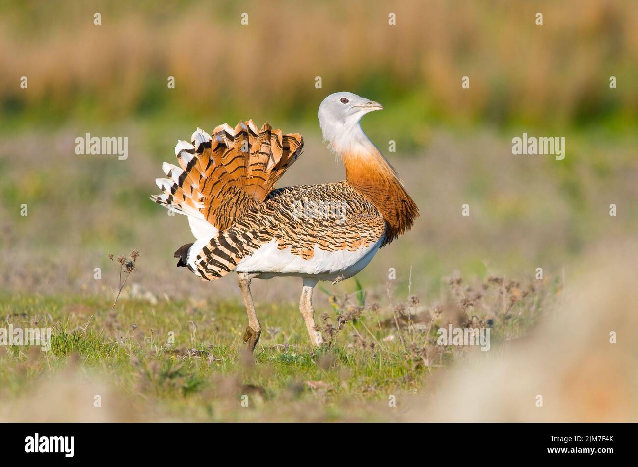 Common bustard in a sunny field in Spain Stock Photo - Alamy